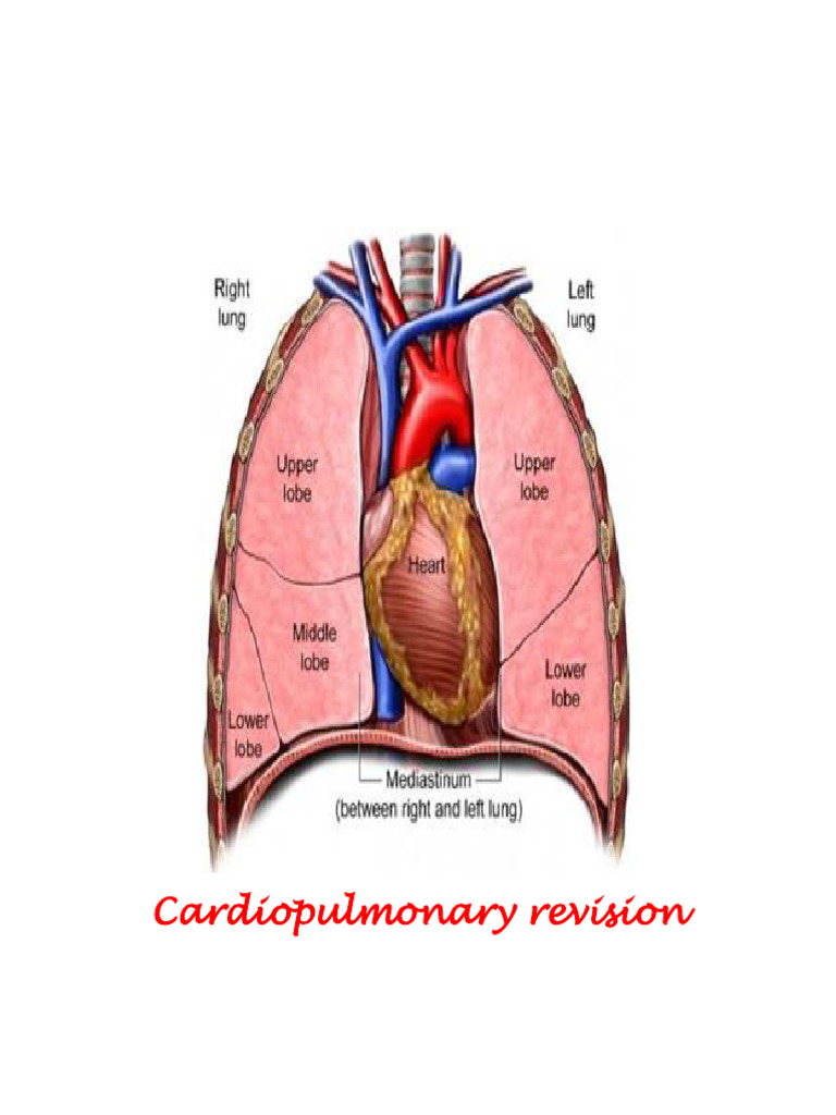 Anatomy Written by Dr. Jalal Module BMS 104 | PDF | Coronary ...