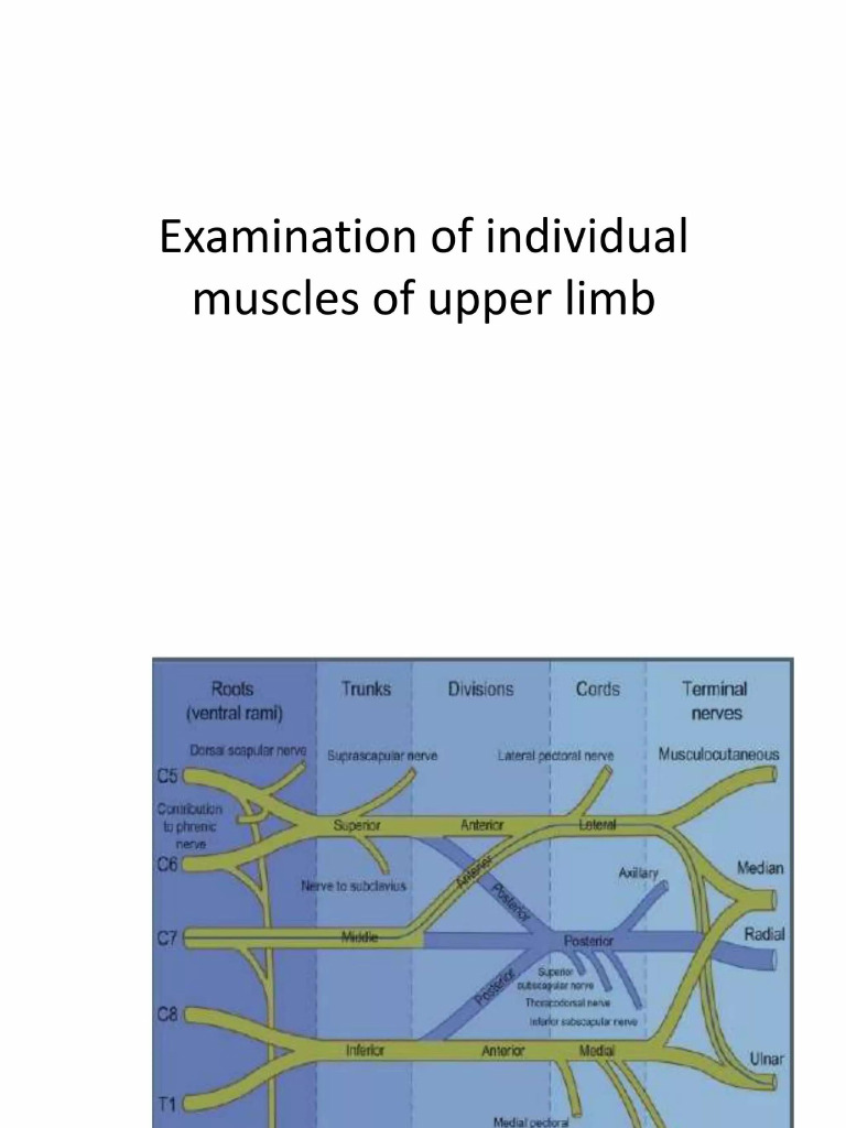 upper limb muscle examination | PDF