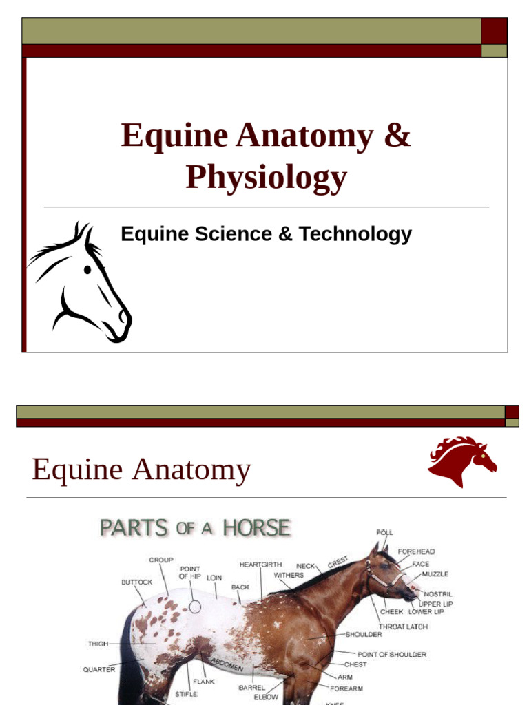 05 Equine Anatomy Physiology | PDF | Skeleton | Muscle