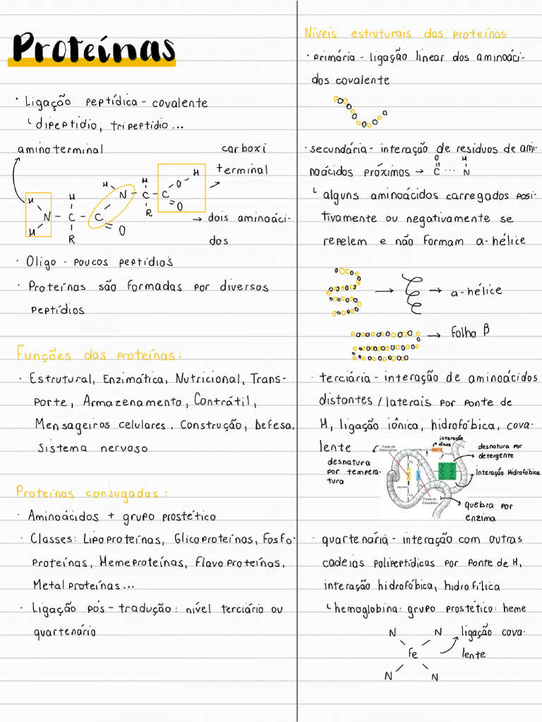 Proteína 240910 102550 | PDF