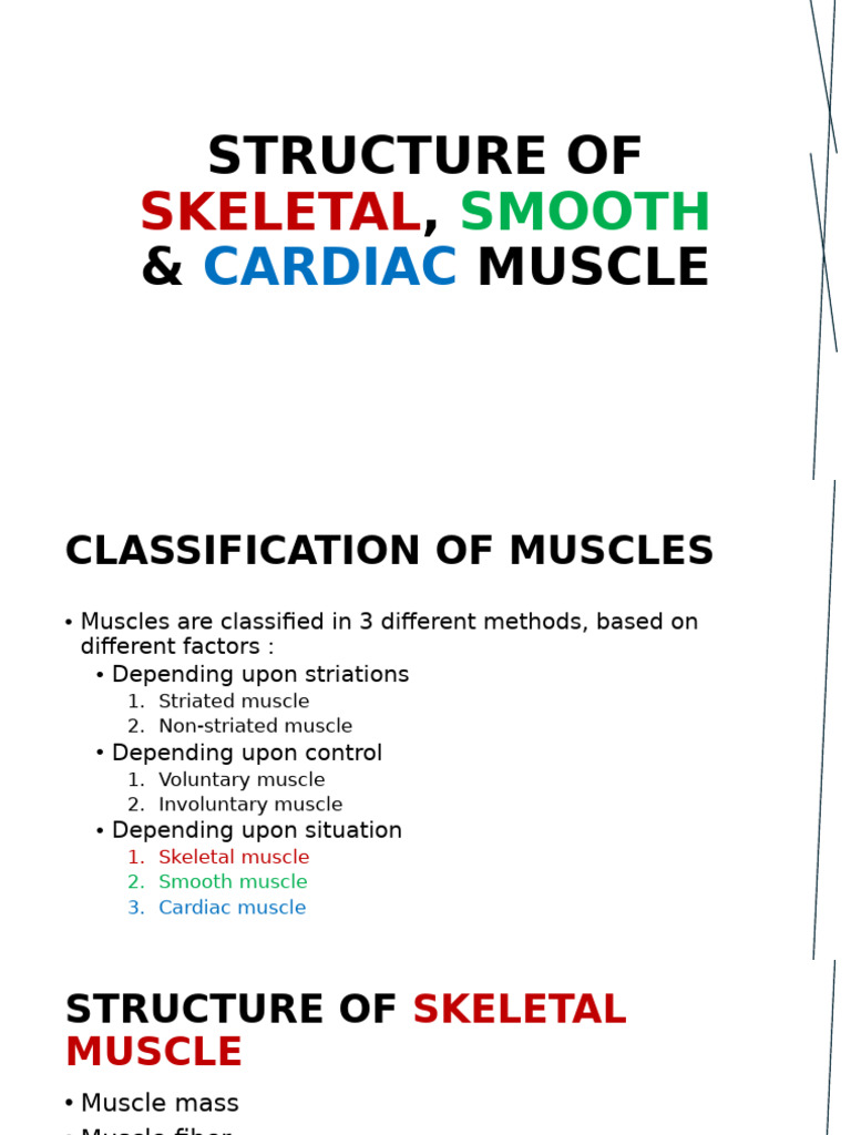 Structure of Skeletal Muscle, Smooth Muscle and Cardiac Muscle | PDF ...