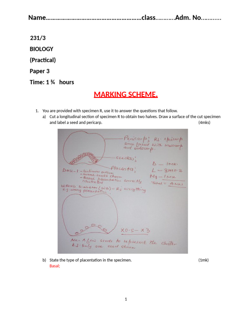Biology f4t1 Pp3 2024 - Ms | PDF | Petal | Organisms
