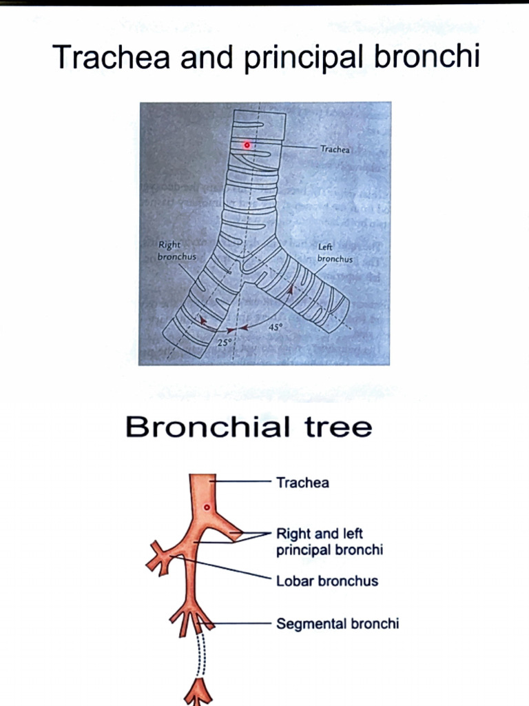 Bronchial Tree | PDF