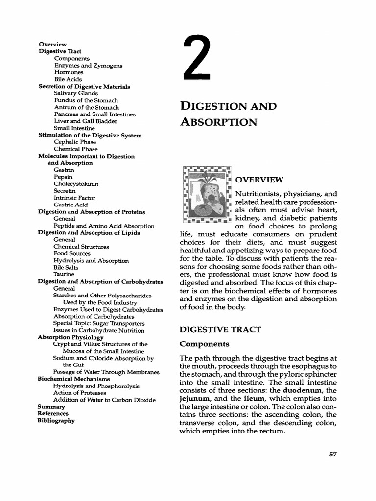 First Page PDF | PDF | Small Intestine | Digestion
