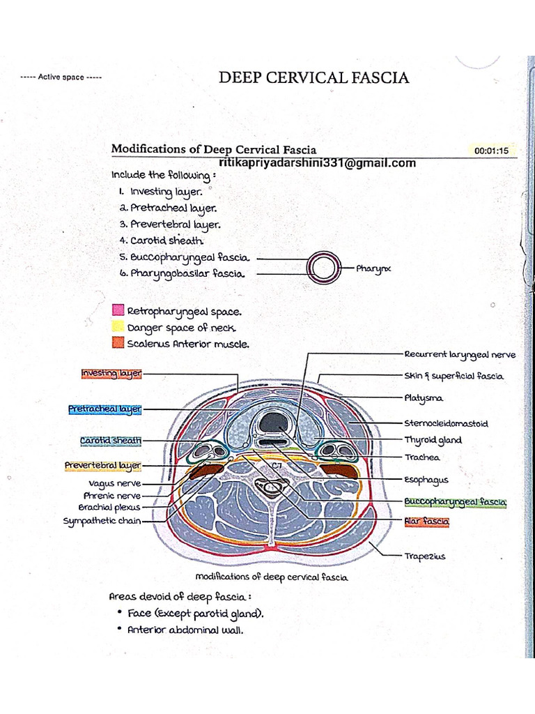 Deep Cervical Fascia | PDF