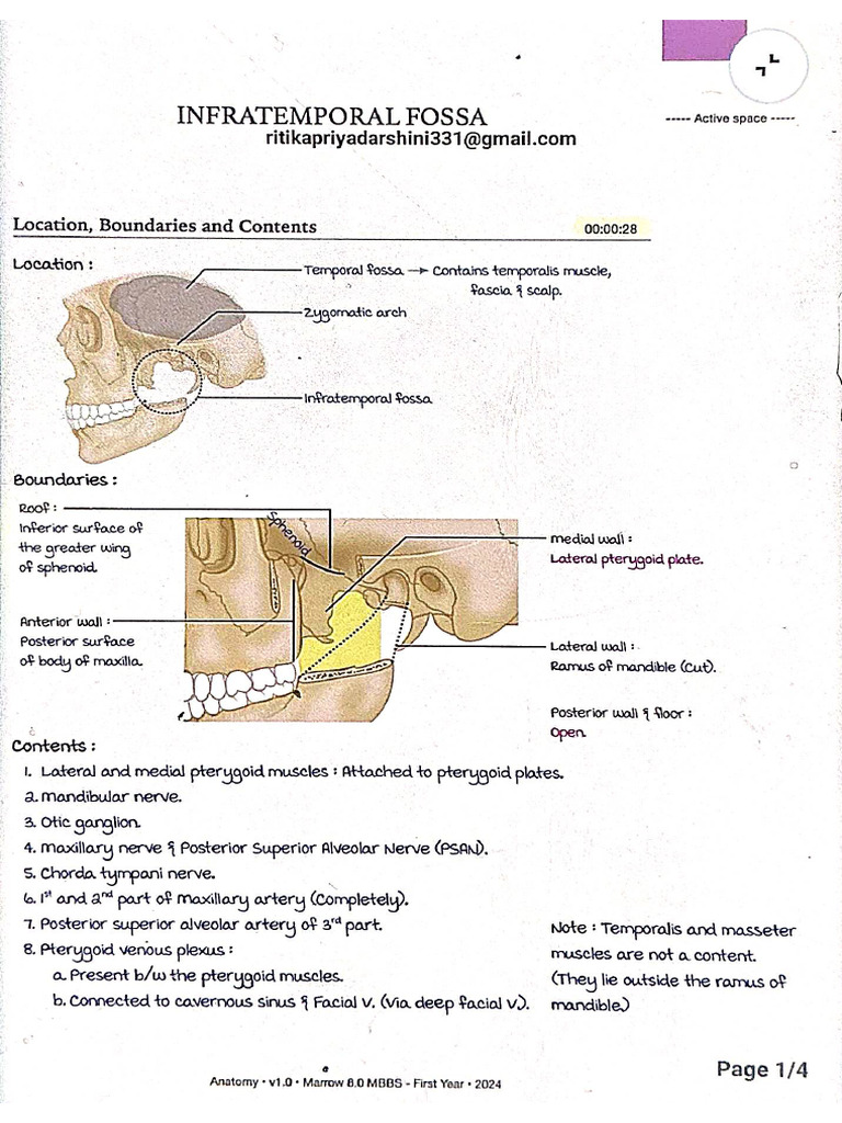 Infratemporal Fossa | PDF