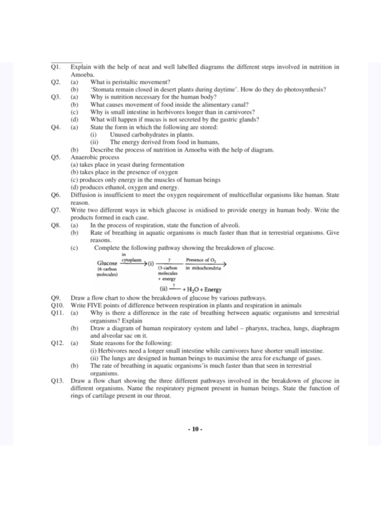 Important Questions Class 10 | PDF