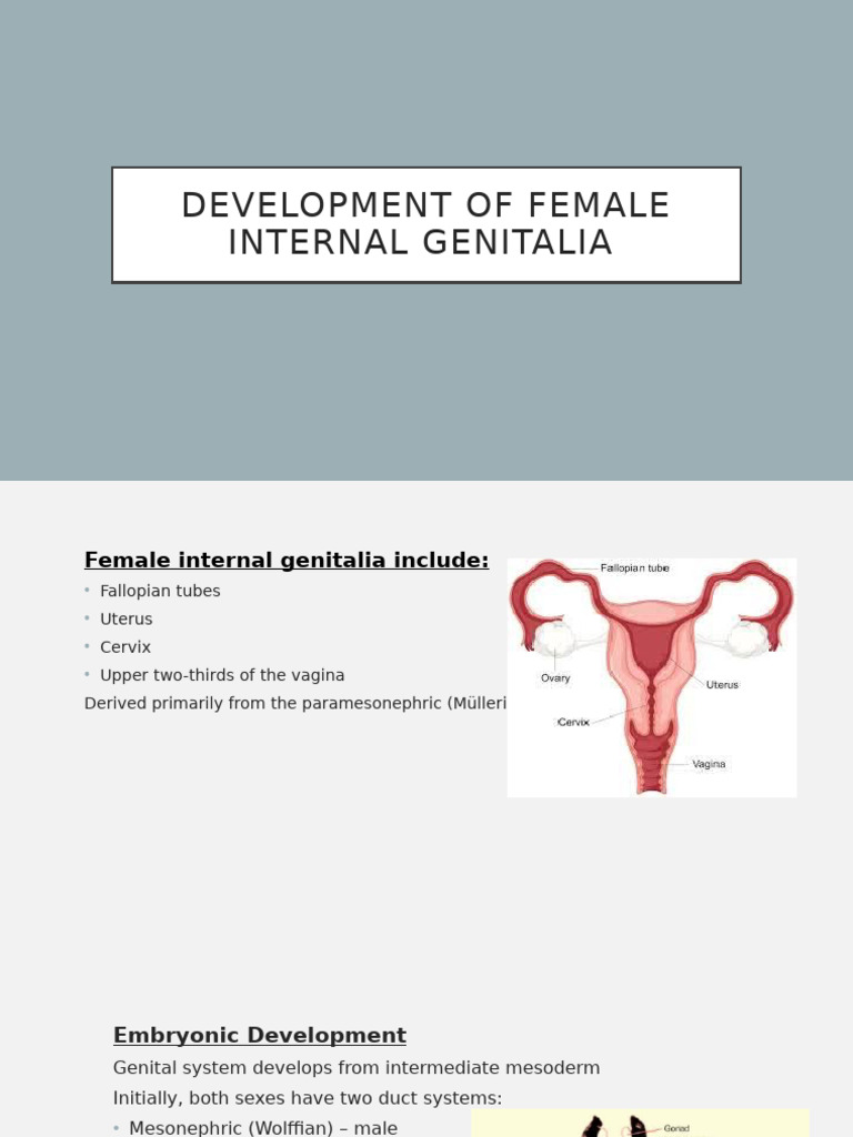 Female Internal Genitalia-1 | PDF | Uterus | Mammal Female Reproductive System