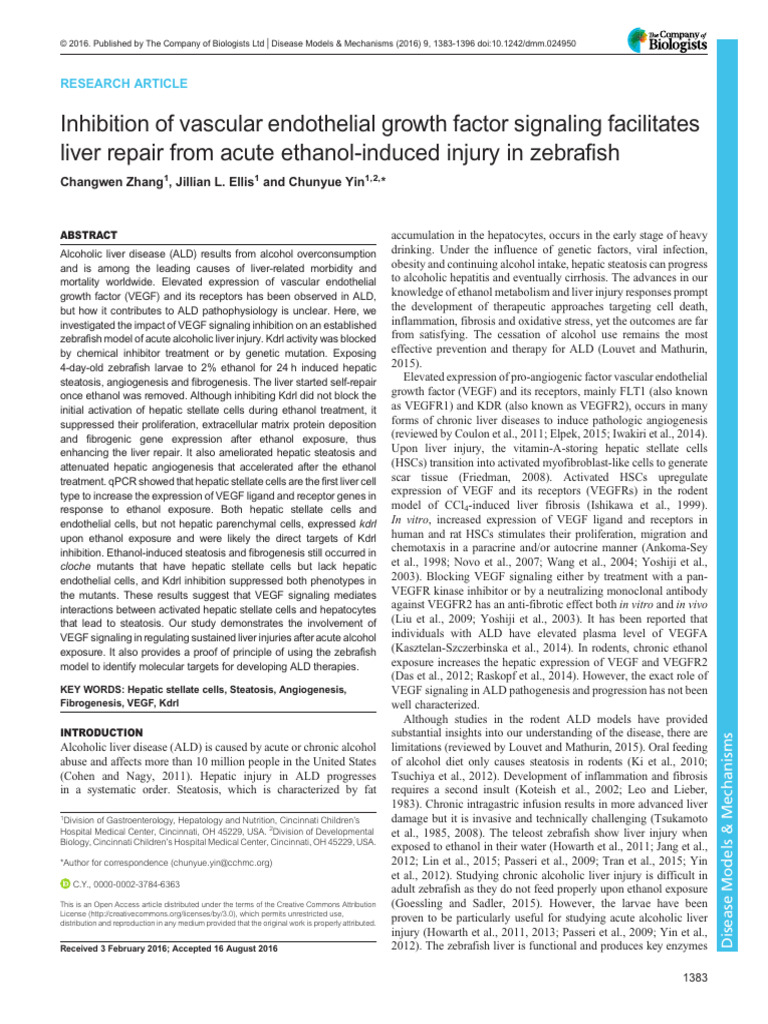 VEGF Inhibition Enhances Liver Repair in Zebrafish | PDF | Vascular ...