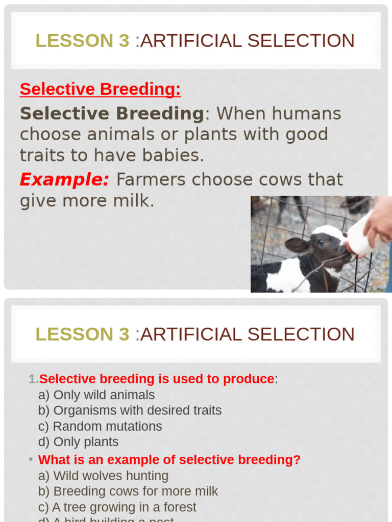 Understanding GMOs and Selective Breeding | PDF | Genetically Modified ...