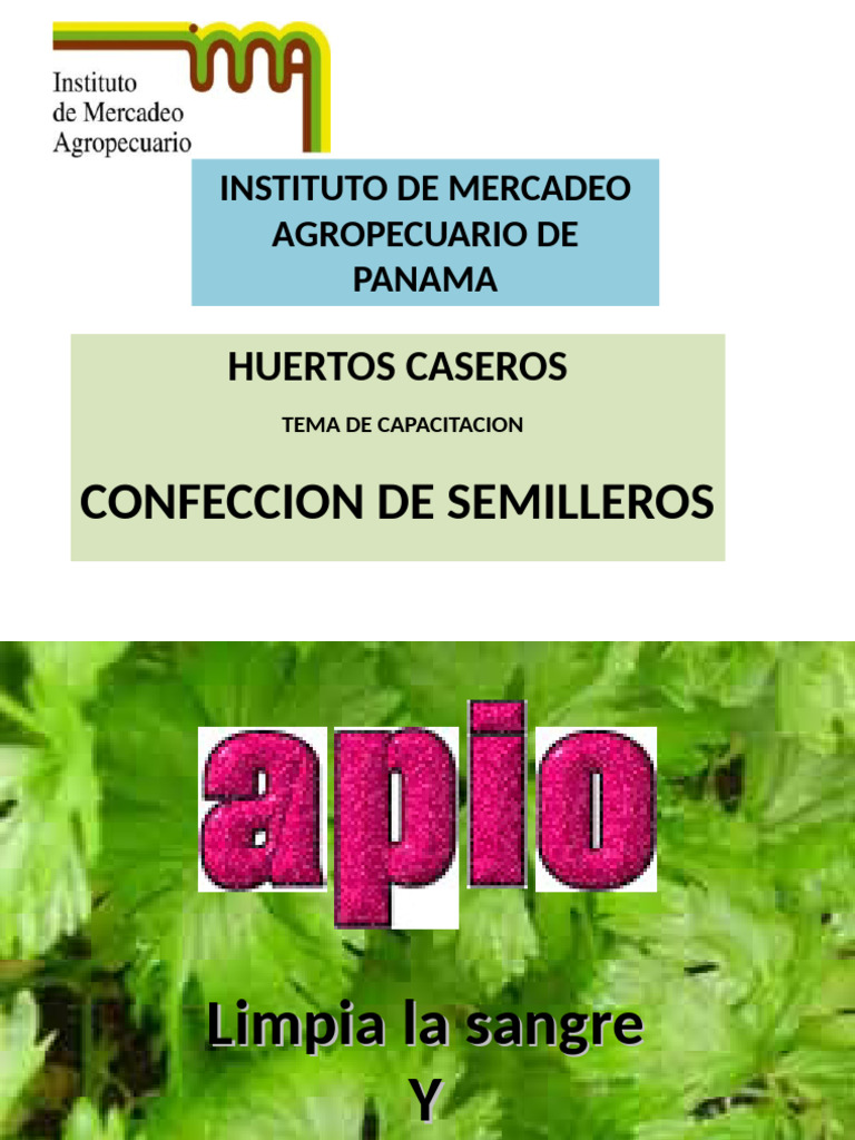 Cultivo de Apio | PDF | Botánica | Plantas