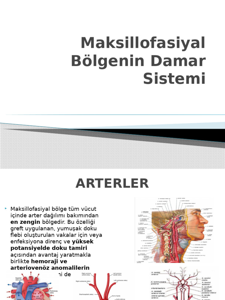 Maksillofasiyal Bölgenin Damar Sistemi | PDF