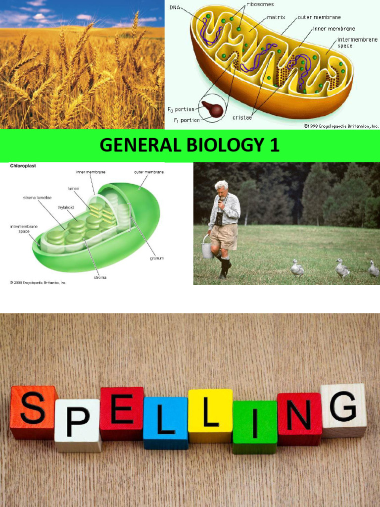 General Biology 1 Cell Theory | PDF | Cell (Biology) | Life