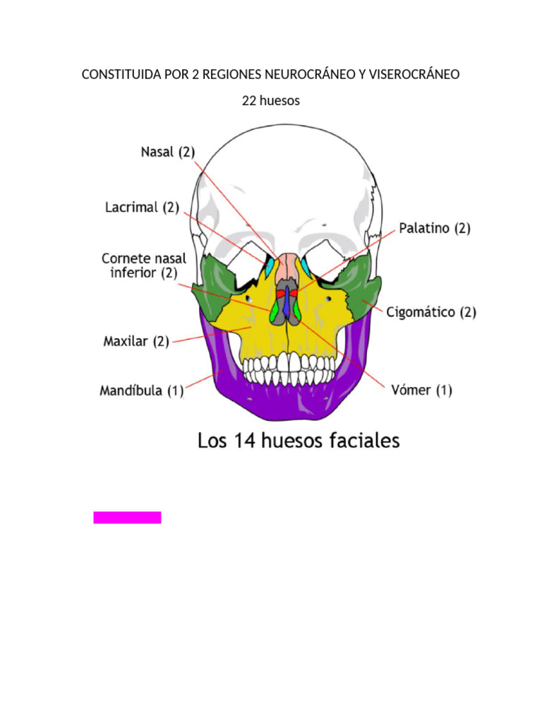 Constituida Por 2 Regiones Neurocráneo y Viserocráneo | PDF