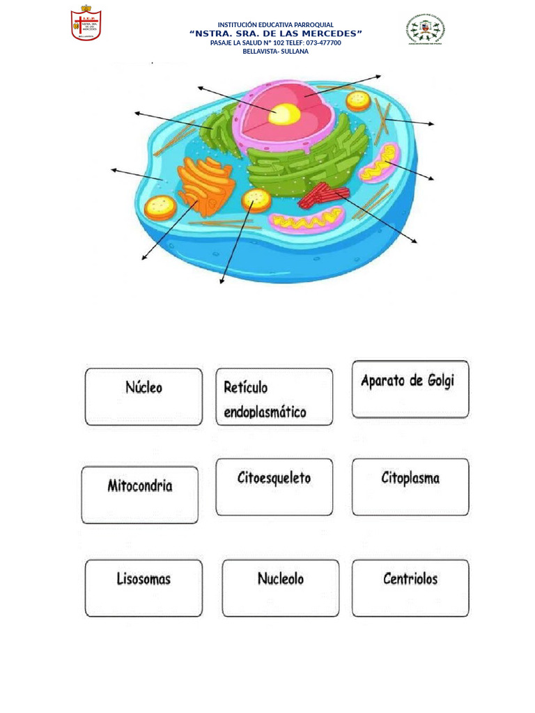 Ficha Celula 5° | PDF