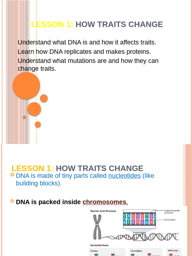 Understanding DNA and Trait Changes | PDF | Rna | Dna
