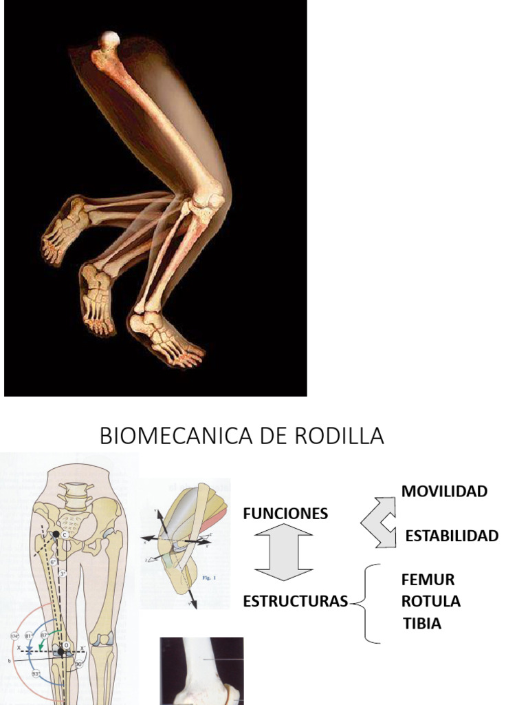 Guía para teórico U 18 biomecanica de rodilla | PDF | Rodilla ...