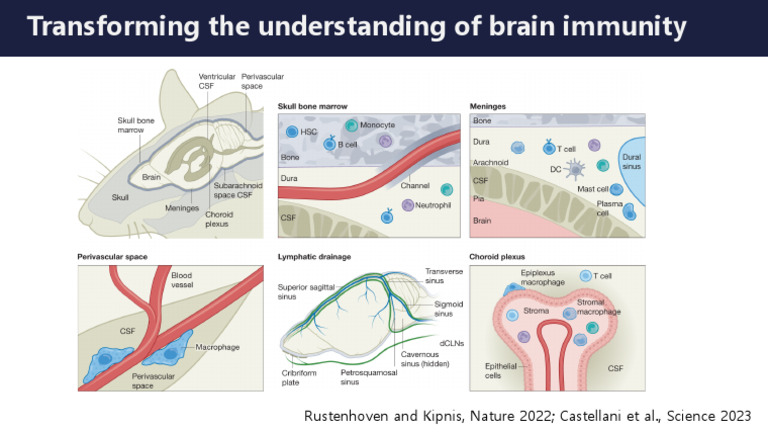 Rustenhoven and Kipnis, Nature 2022 Castellani Et Al., Science 2023 | PDF