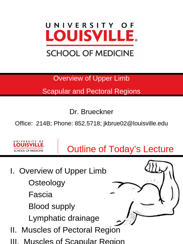 Ppt. 7 Scapular and Pectoral Regions | PDF | Arm | Shoulder
