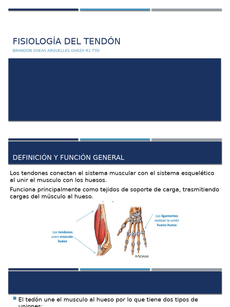 Fisiología Del Tendon | PDF | Tendón | Biología Celular