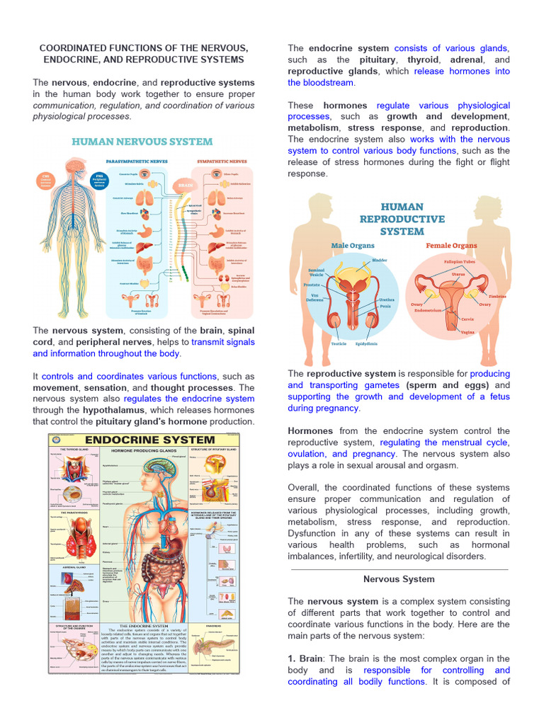WEEK 1-3. Nervous Endocrine Reproductive | PDF | Menstrual Cycle ...