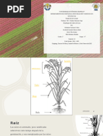 Partes de La Planta Del Maiz | PDF | Hogar, jardinería y bricolaje ...