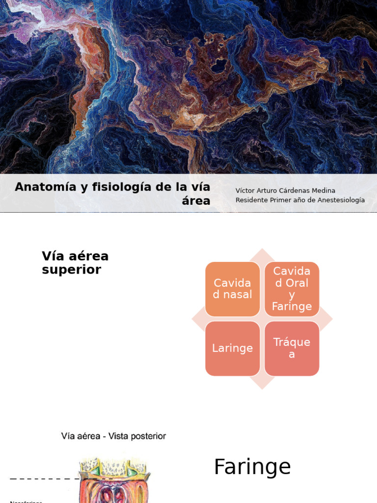 Anatomía y Fisiología de La Vía Área | PDF | Laringe | Nariz humana