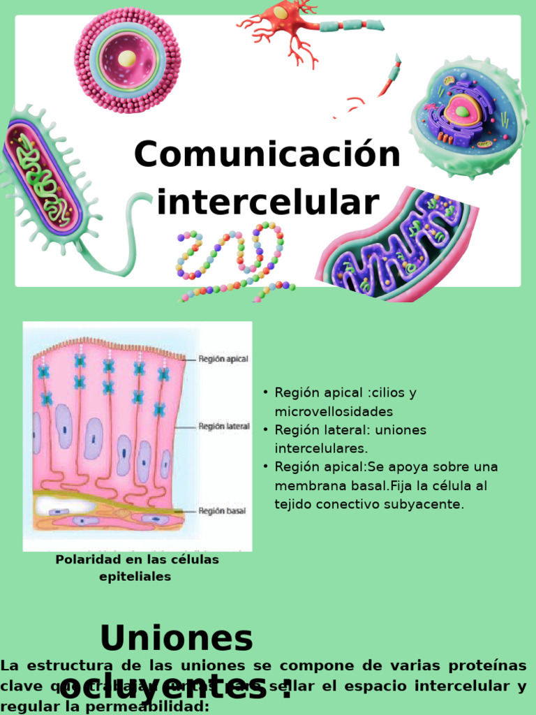 Comunicación Intercelular | PDF | Adhesión celular | Biología Celular)