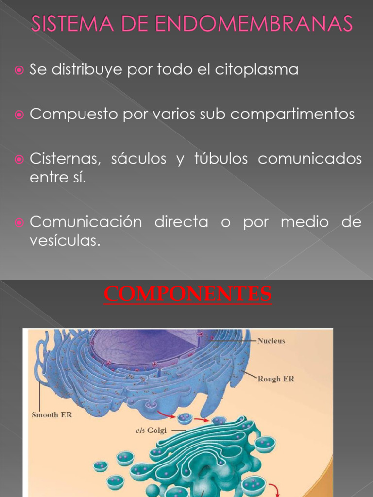 Endocitosis y Sistema de Endomembranas | PDF | Retículo endoplásmico ...