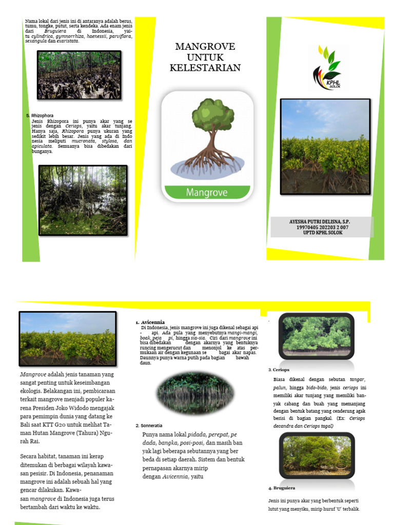 Leaflet Mangrove | PDF