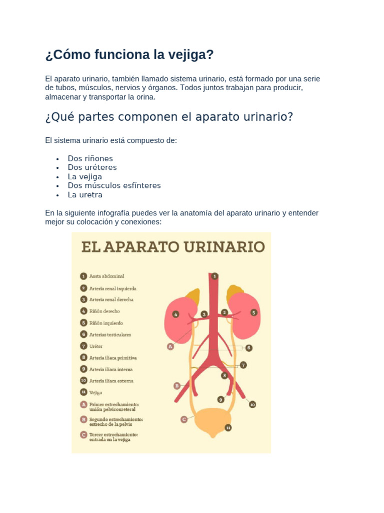 Cómo Funciona La Vejiga | PDF