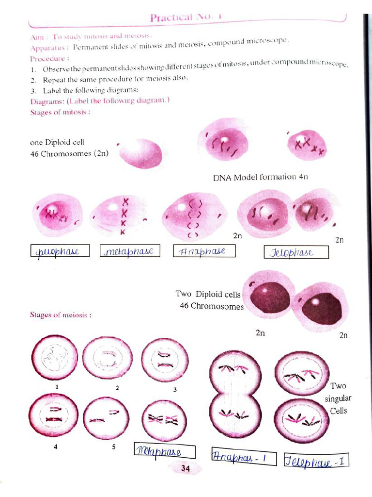 Science Journal PDF STD 10th | PDF