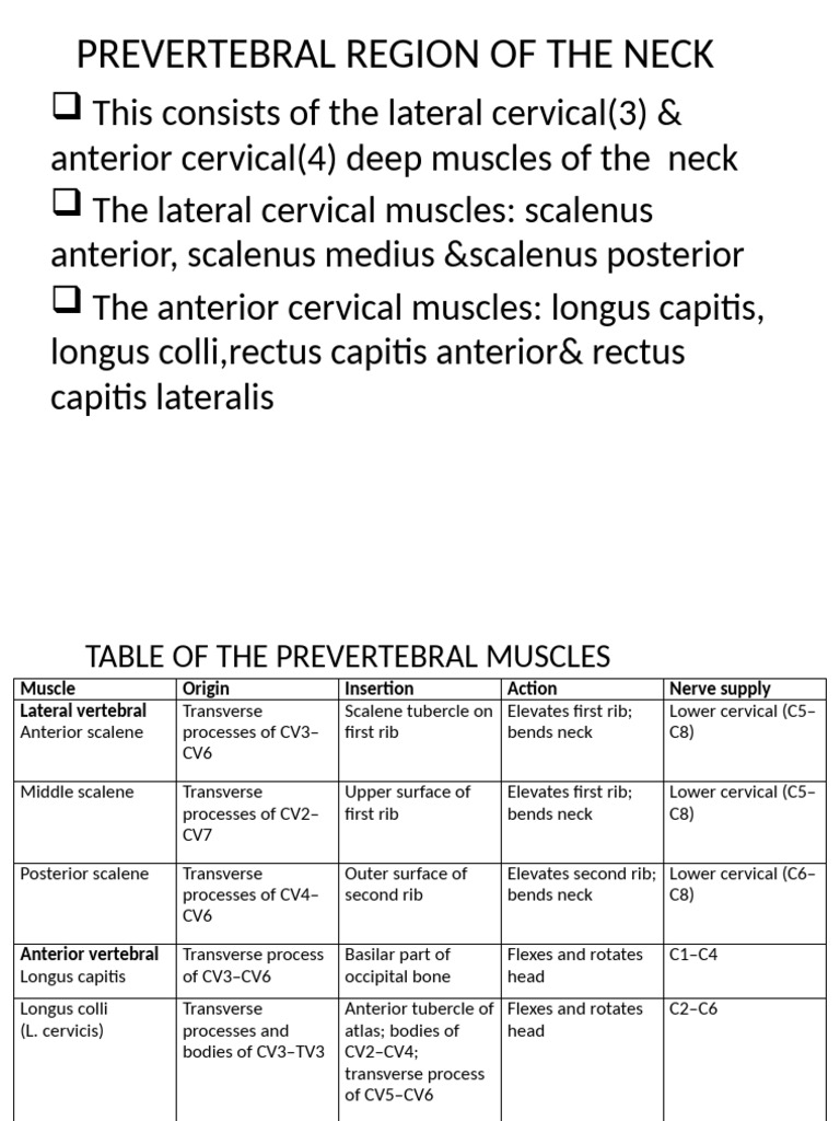 Prevertebral Region of The Neck | PDF