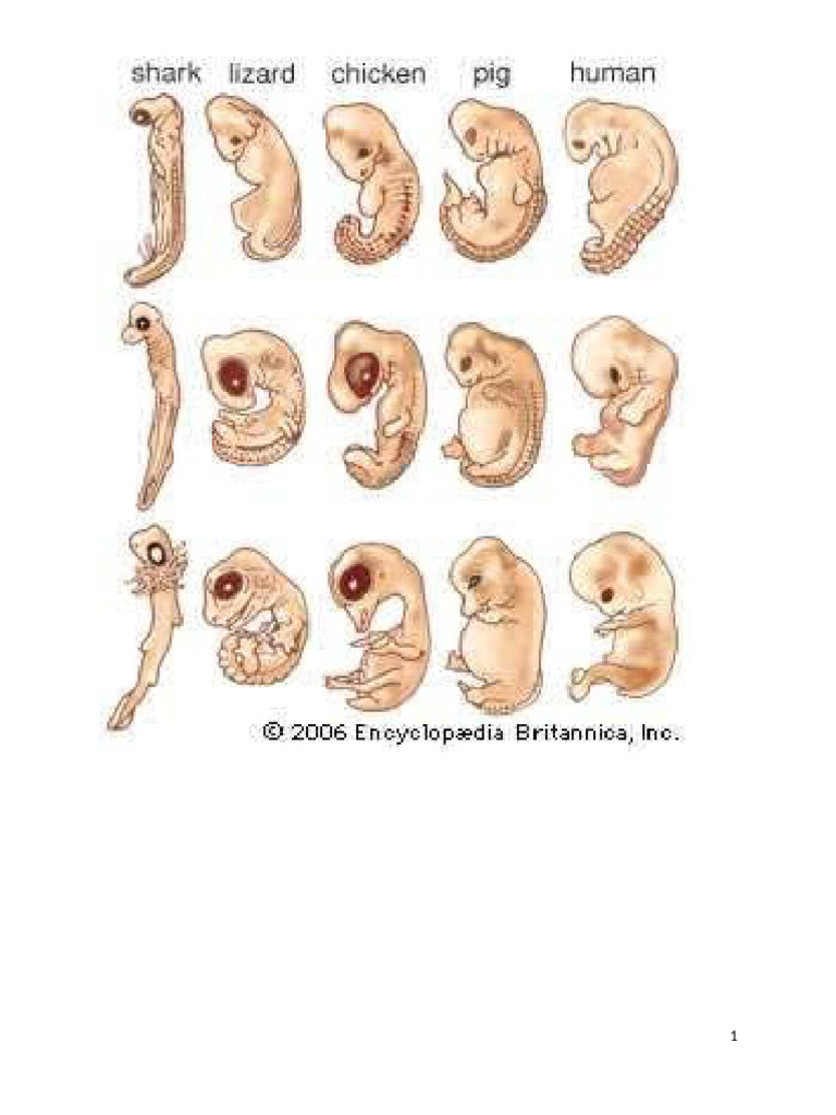 Vertebrate Embryos | PDF