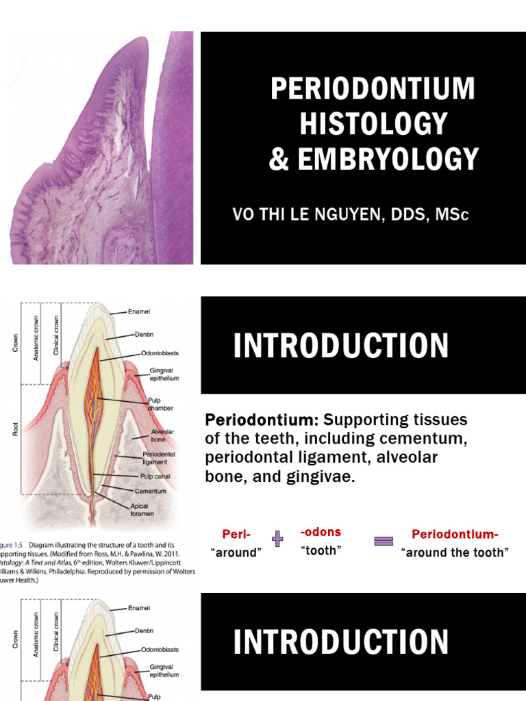 Periodontium Histology Overview | PDF | Human Tooth | Periodontology