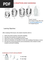 Teeth Eruption and Calcification Chart | PDF | Tooth | Human Head And Neck