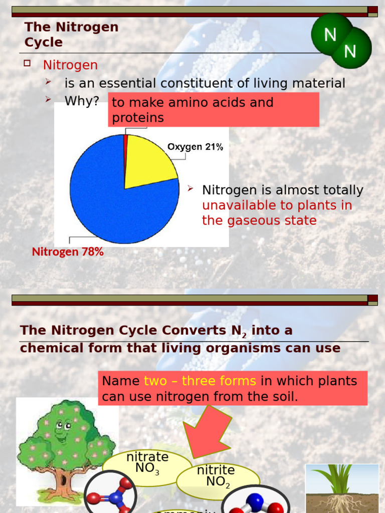 3 The Nitrogen Cycle | PDF | Nitrate | Nitrogen