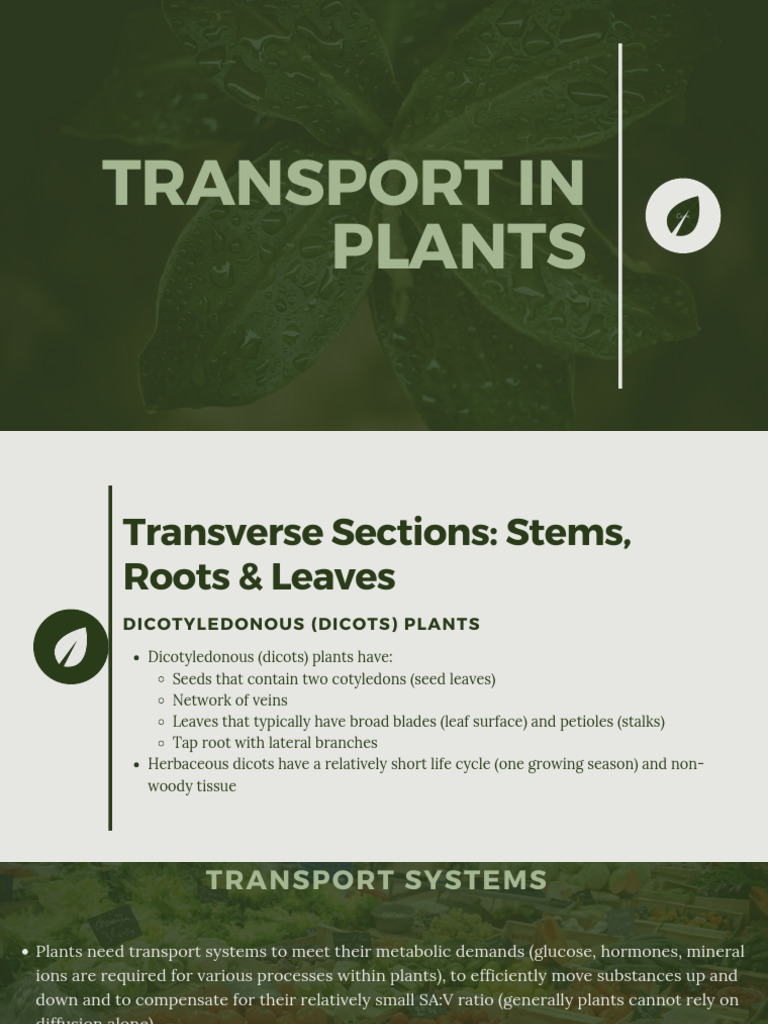 Plant Transport Systems: Xylem & Phloem | PDF | Tissue (Biology) | Leaf