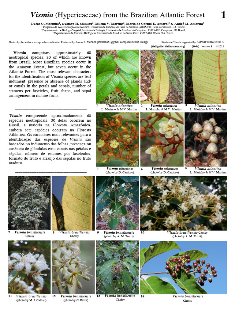 Vismia na Floresta Atlântica Brasileira | PDF | Plantas | Botânica