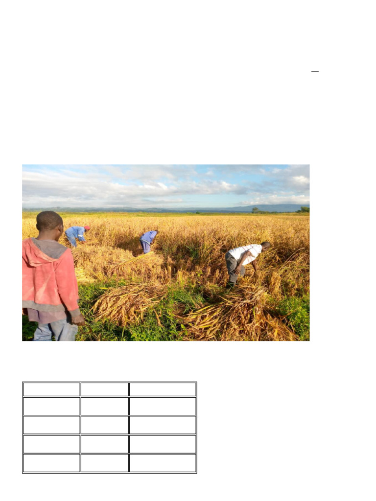 Report On Rice Comparison of SRI Plot and Traditional Planting Method ...