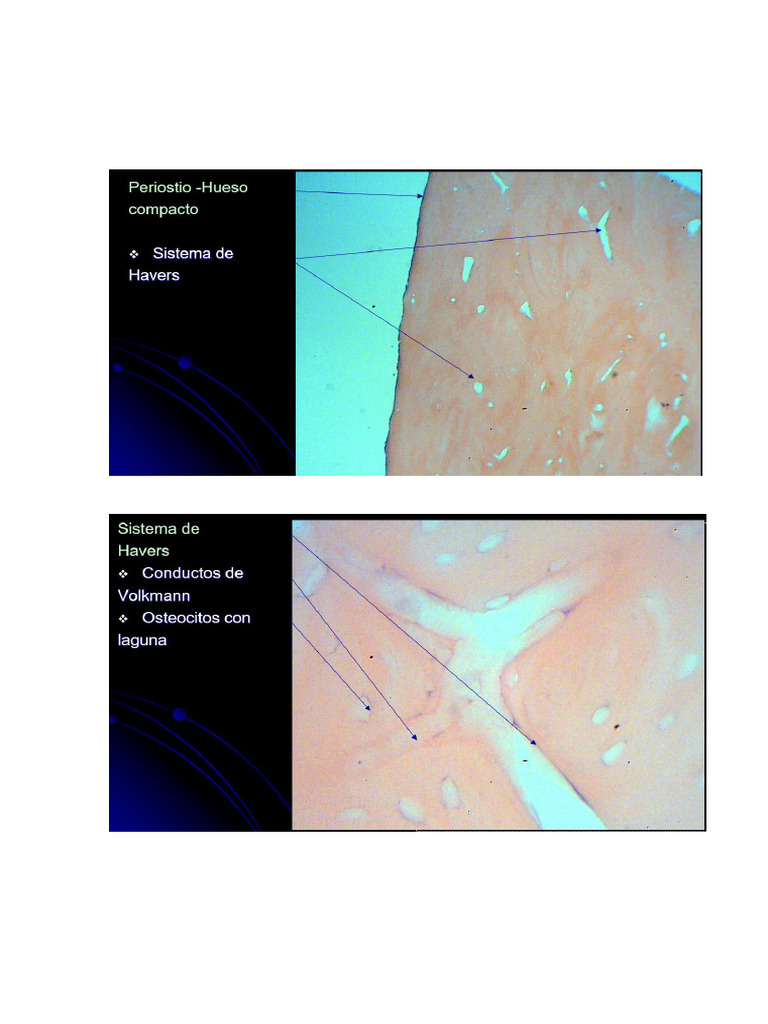 Tejido Oseo y Muscular | PDF