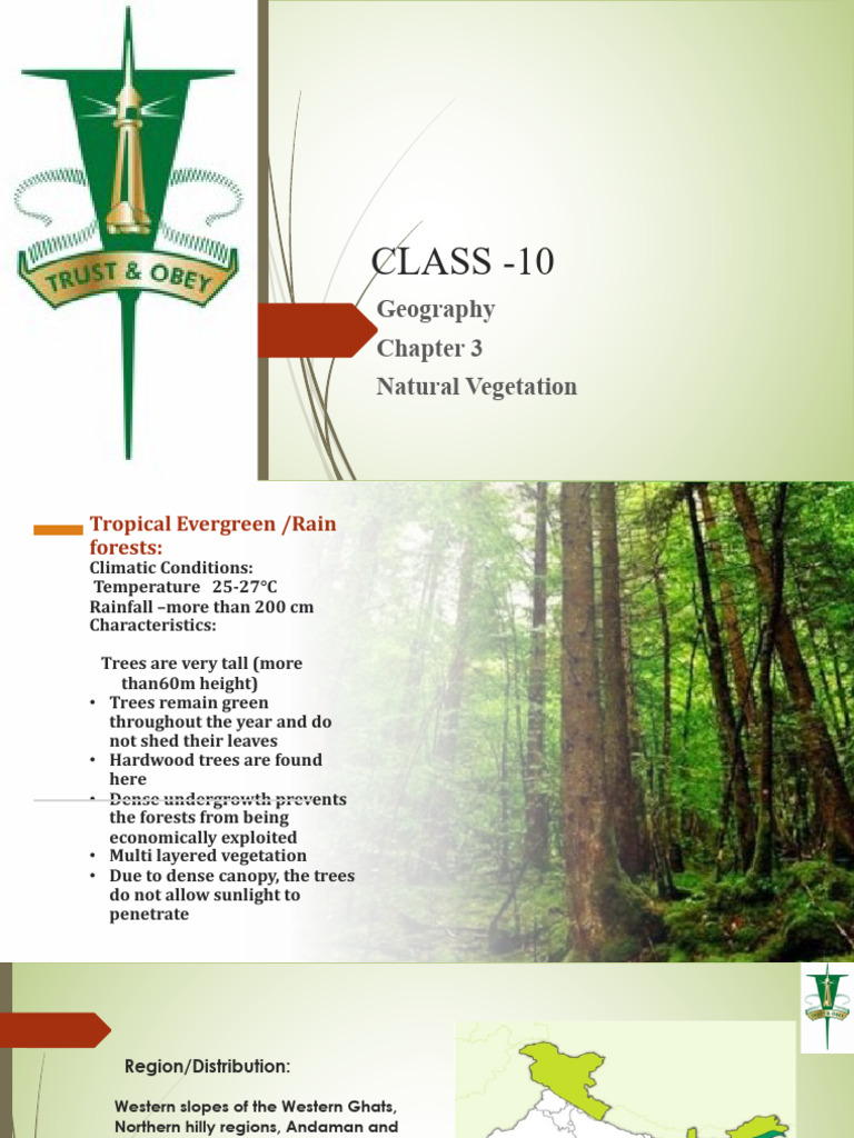 Prersentation Natural Vegetation 1 1750604269 | PDF | Forests | Trees