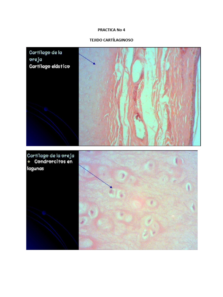 PRACTICA No 4 CARTILAGO | PDF