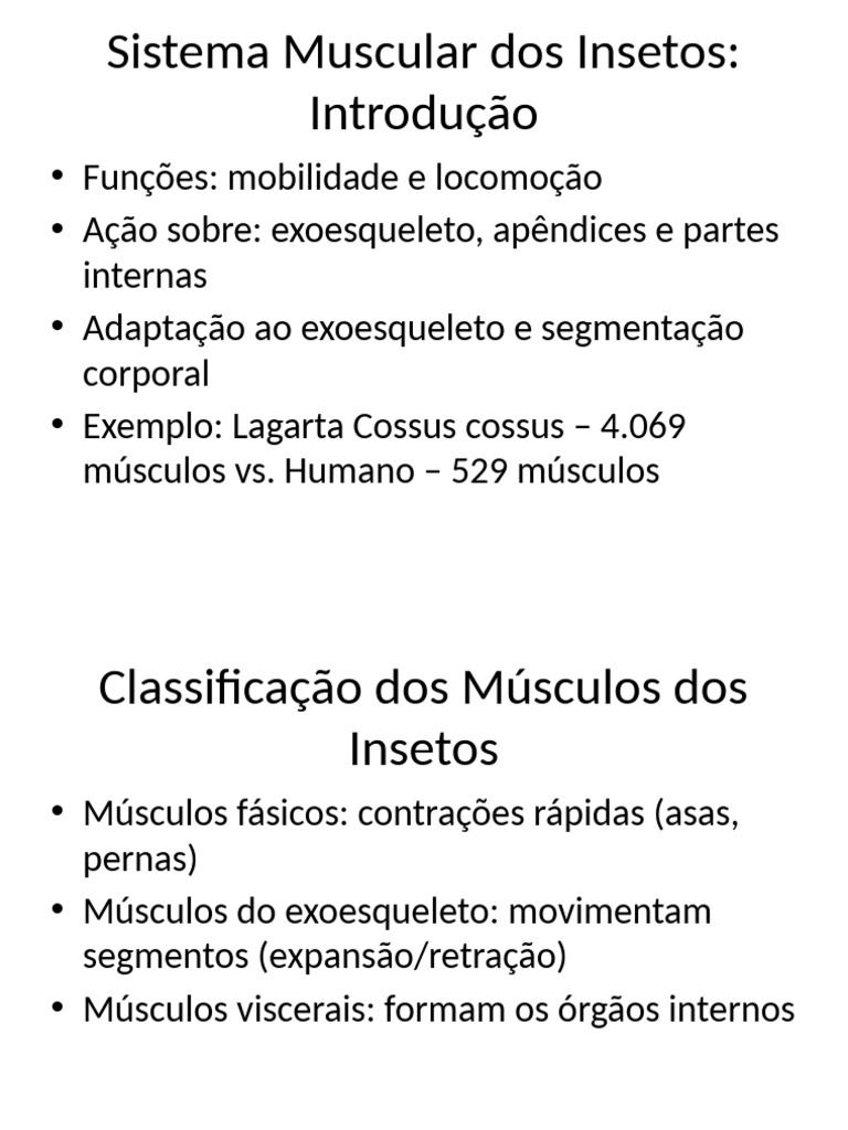 Sistema Muscular dos Insetos: Estrutura e Função | PDF