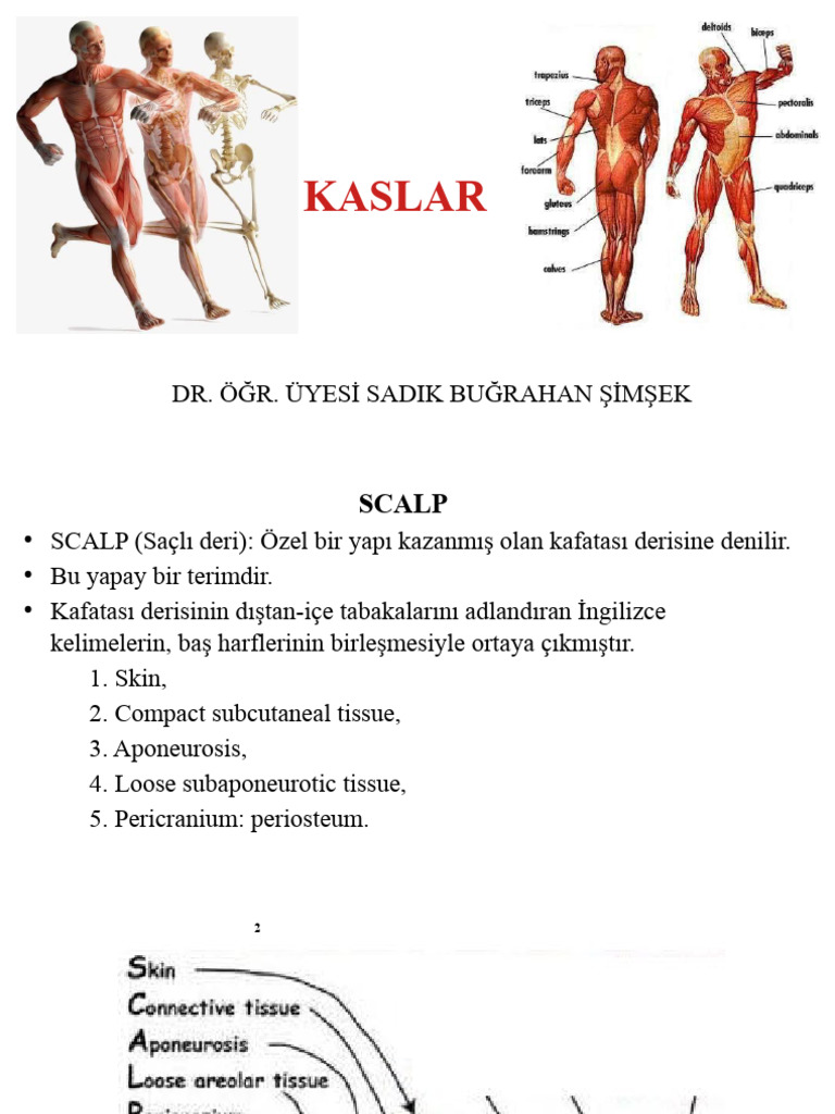 18 - Baş Ve Boyun Kasları | PDF