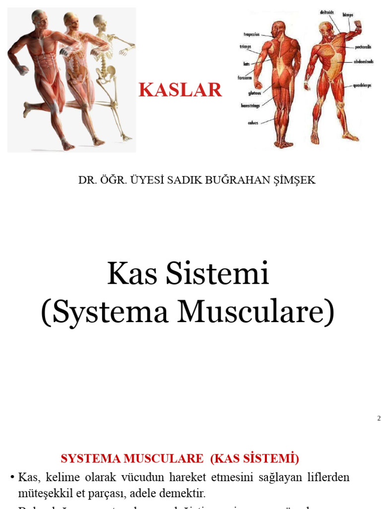 15 - Kaslar Genel Bilgi | PDF