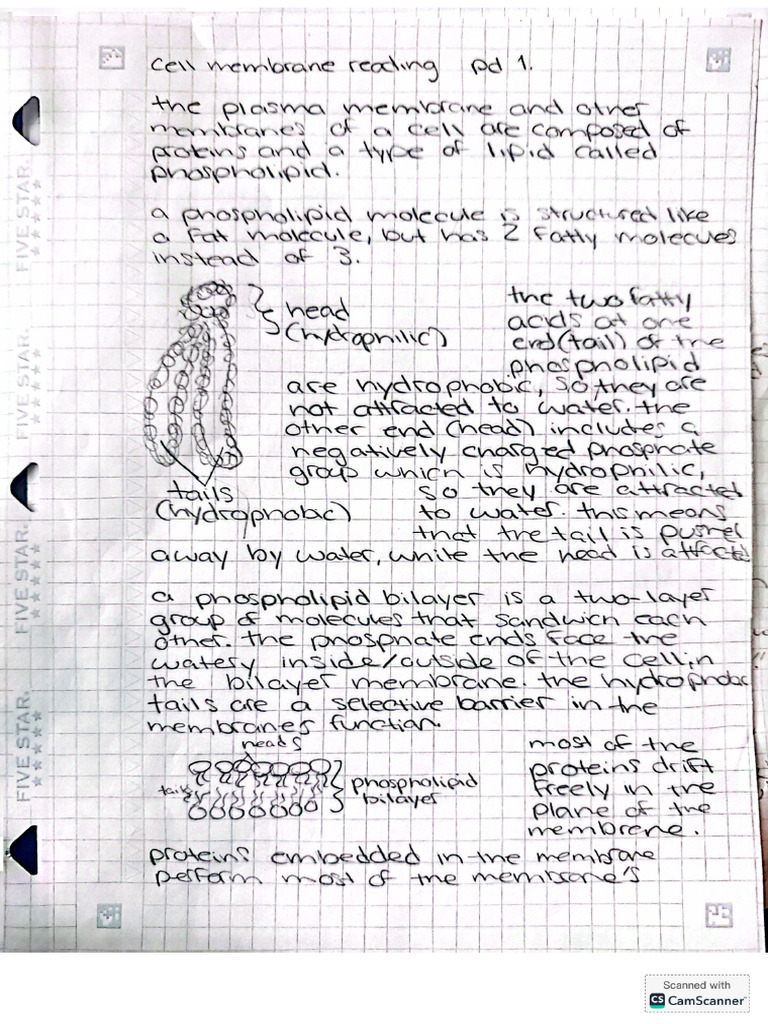 Cell Membrane Notes | PDF
