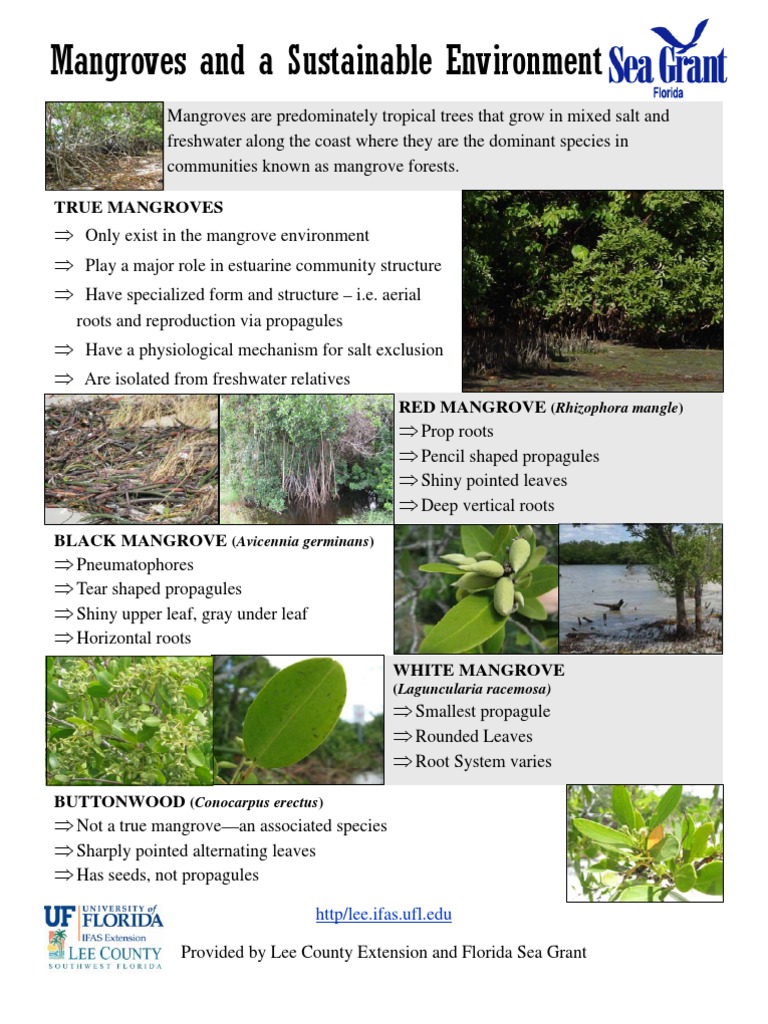 Mangrove Species and Their Ecology | PDF | Mangrove | Systems Ecology