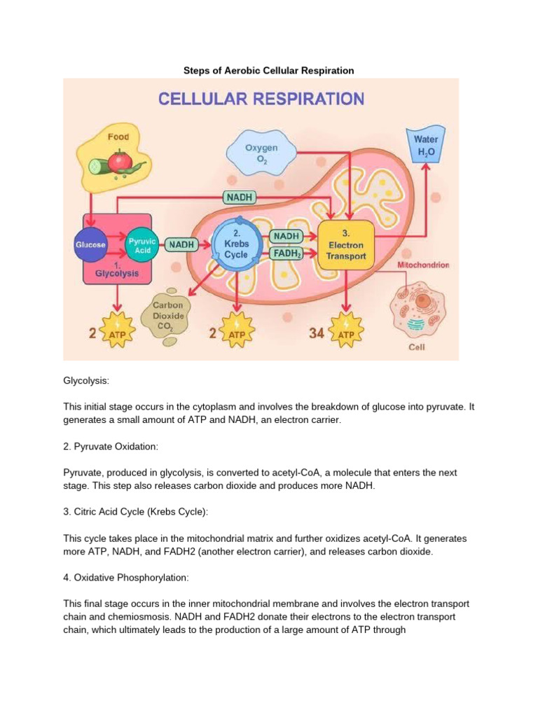 Steps of Aerobic Cellular Respiration | PDF