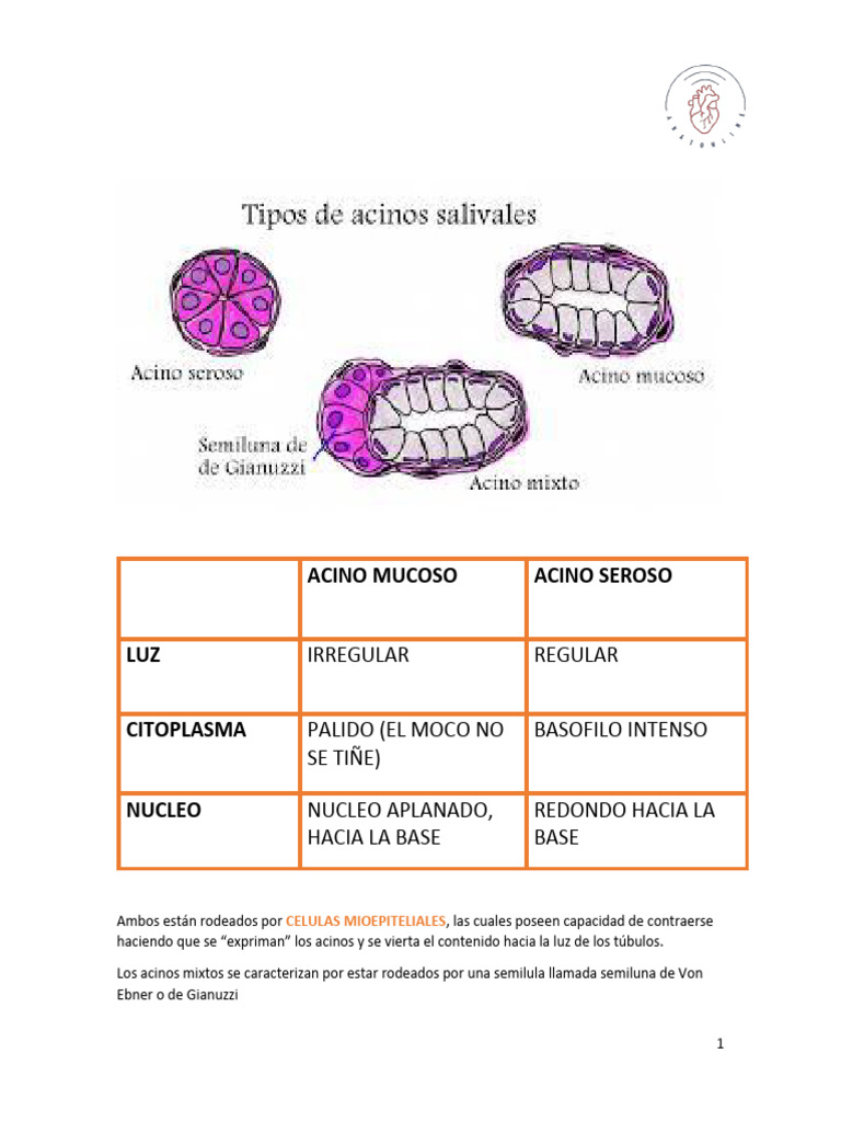 Tipos de Acinos Glandulares y Su Histología | PDF